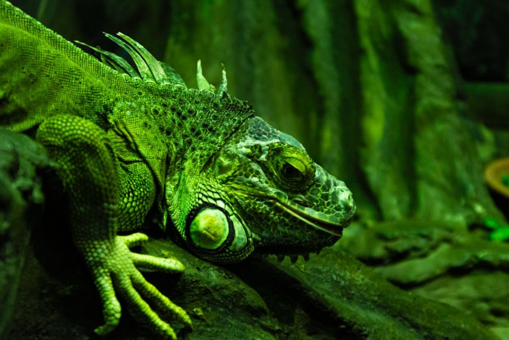 Google Earth Day quiz: Fun Facts – WP Force SSL