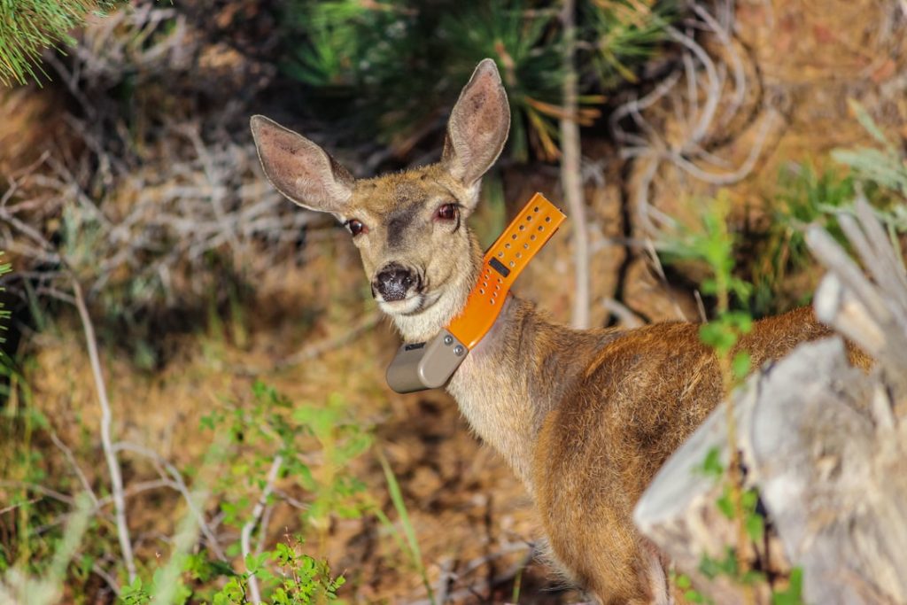Wildlife Tracking Platforms That Help Researchers Study Animal Behavior ...